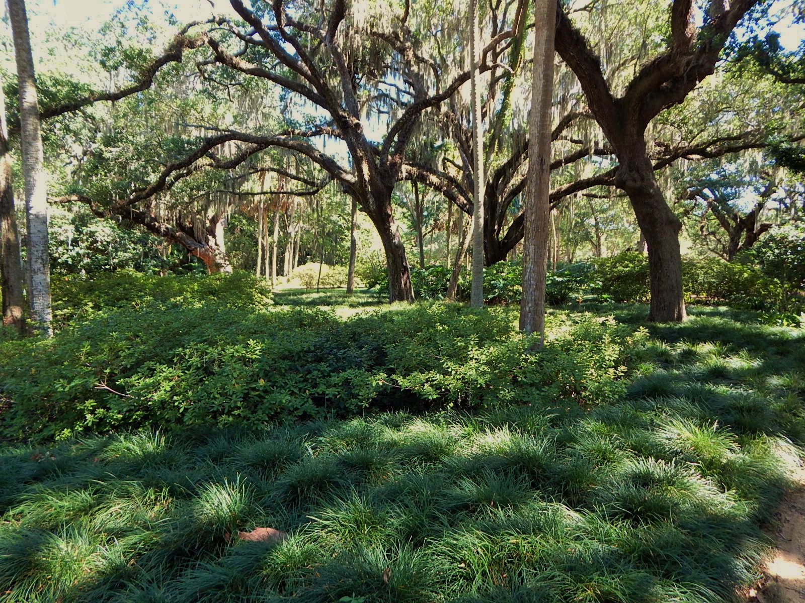 Eliza: Evolution or Devolution | Sunny's Journal