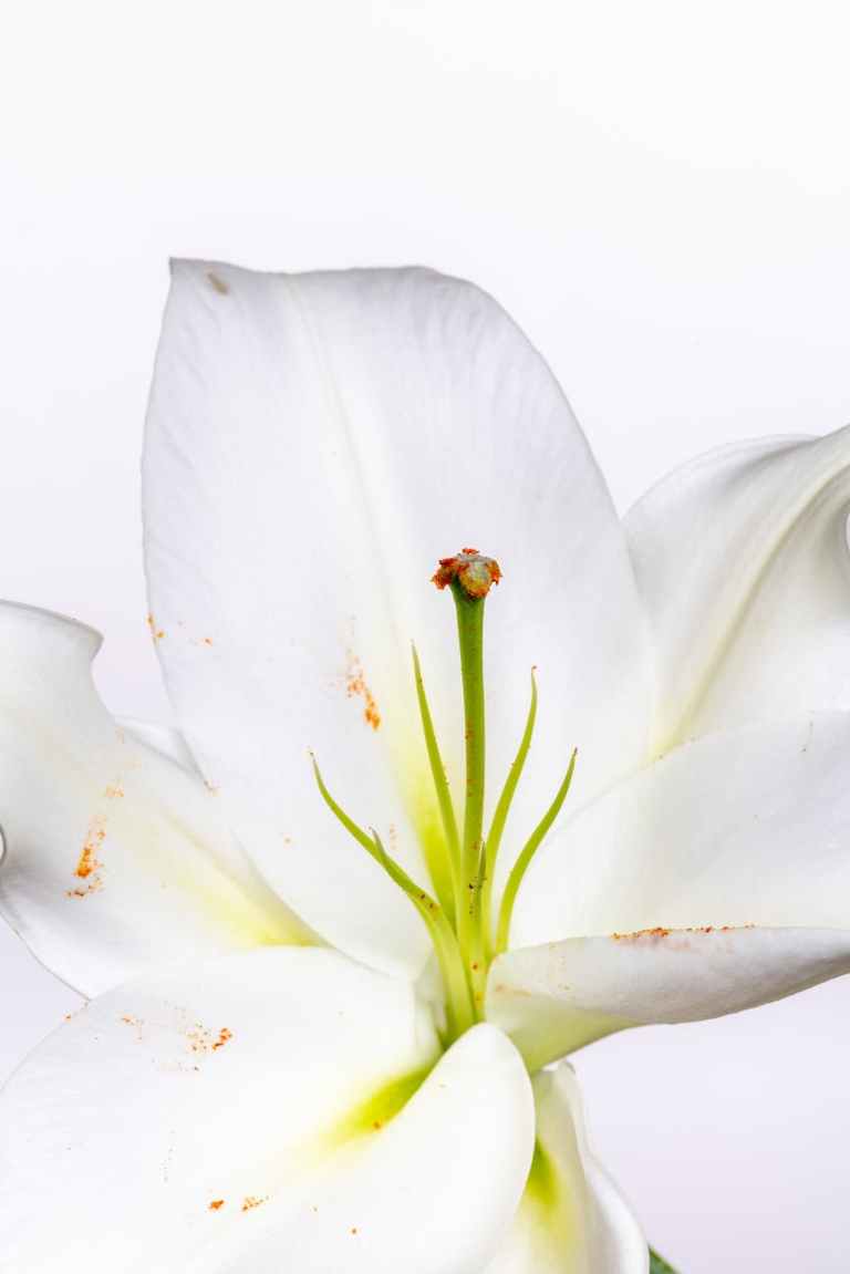 The Prime Directive – GFW | Sunny's Journal