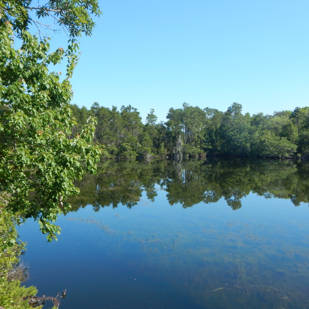 Photo Journal: Graham Swamp & Bulow Woods | Sunny's Journal