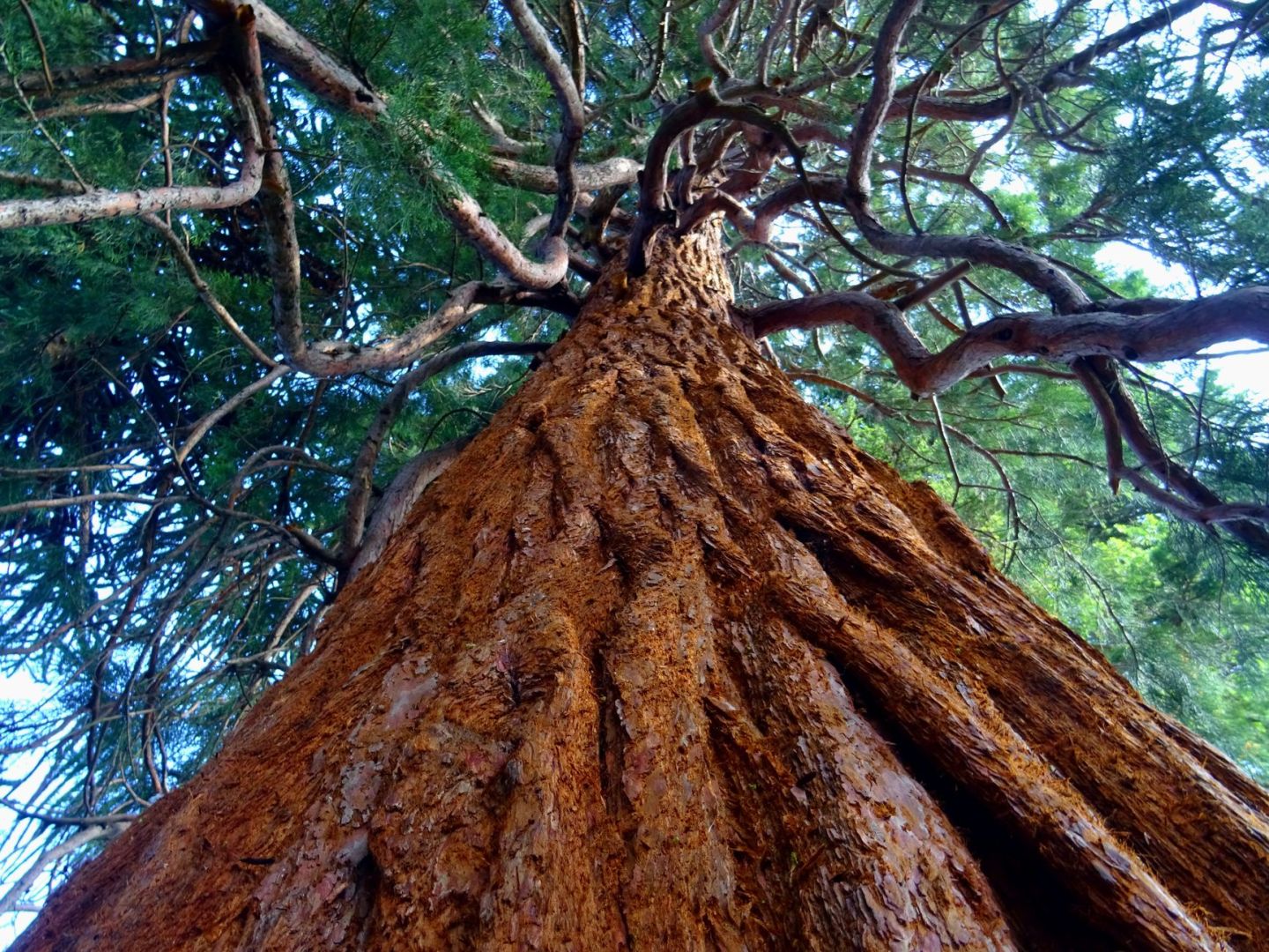 Trees are a Communication Network | MrKidPool17 | Sunny's Journal
